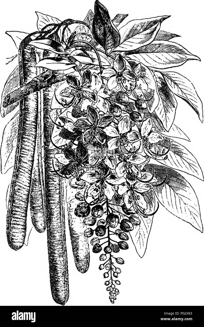 Terminal raceme hi-res stock photography and images - Alamy