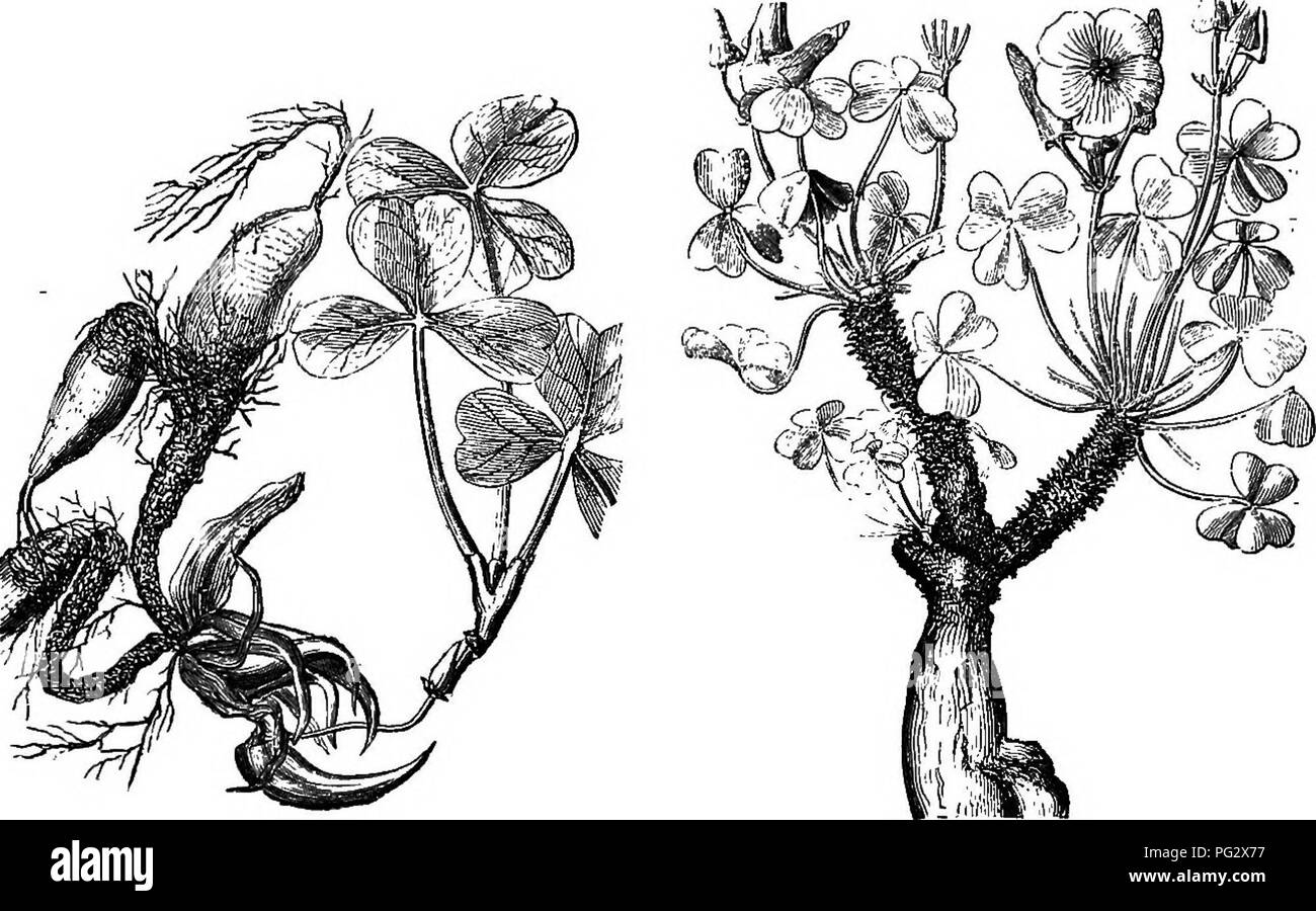 A comprehensive study on botany detailing plant structure ...