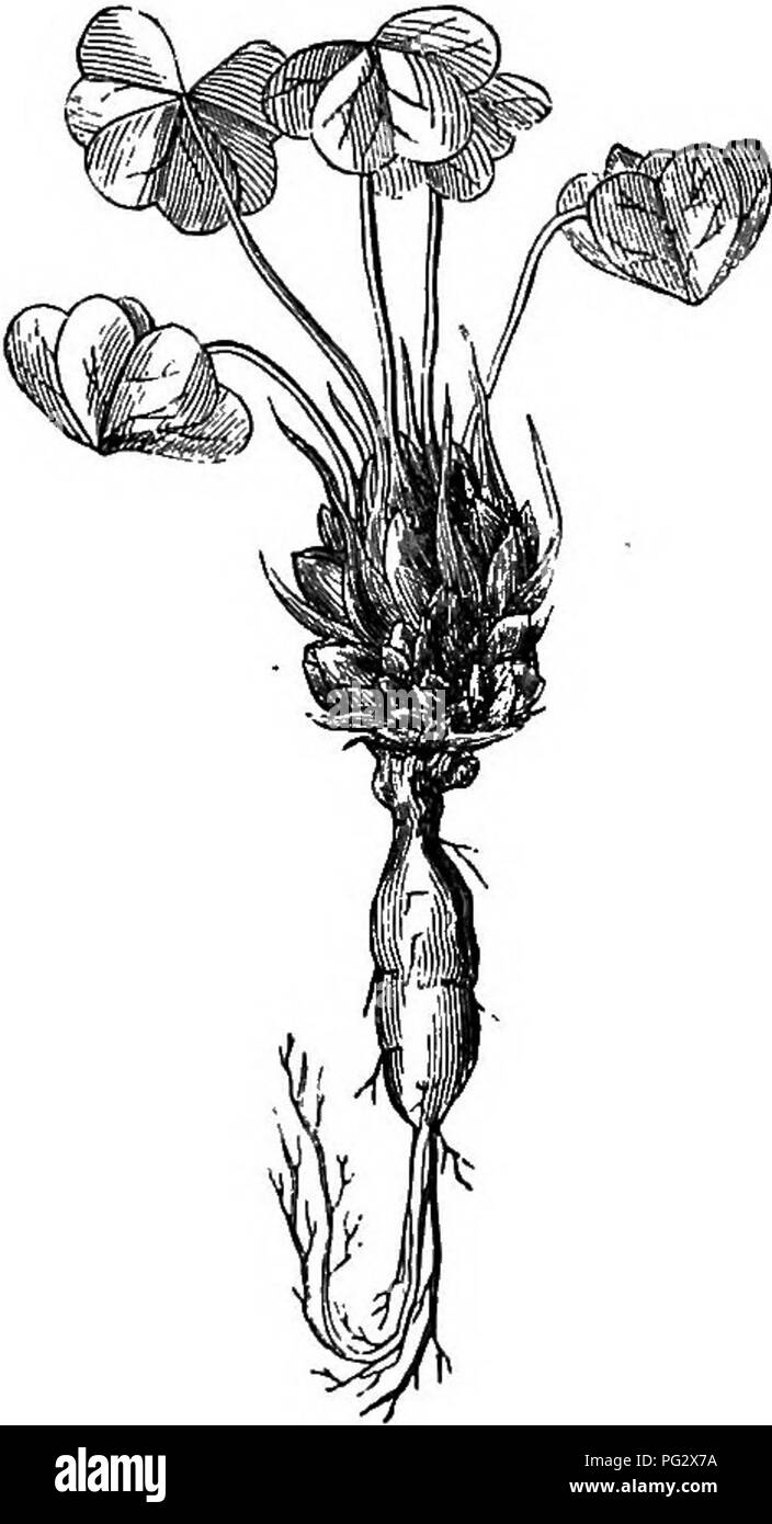 Loculicidal capsule hi-res stock photography and images - Alamy