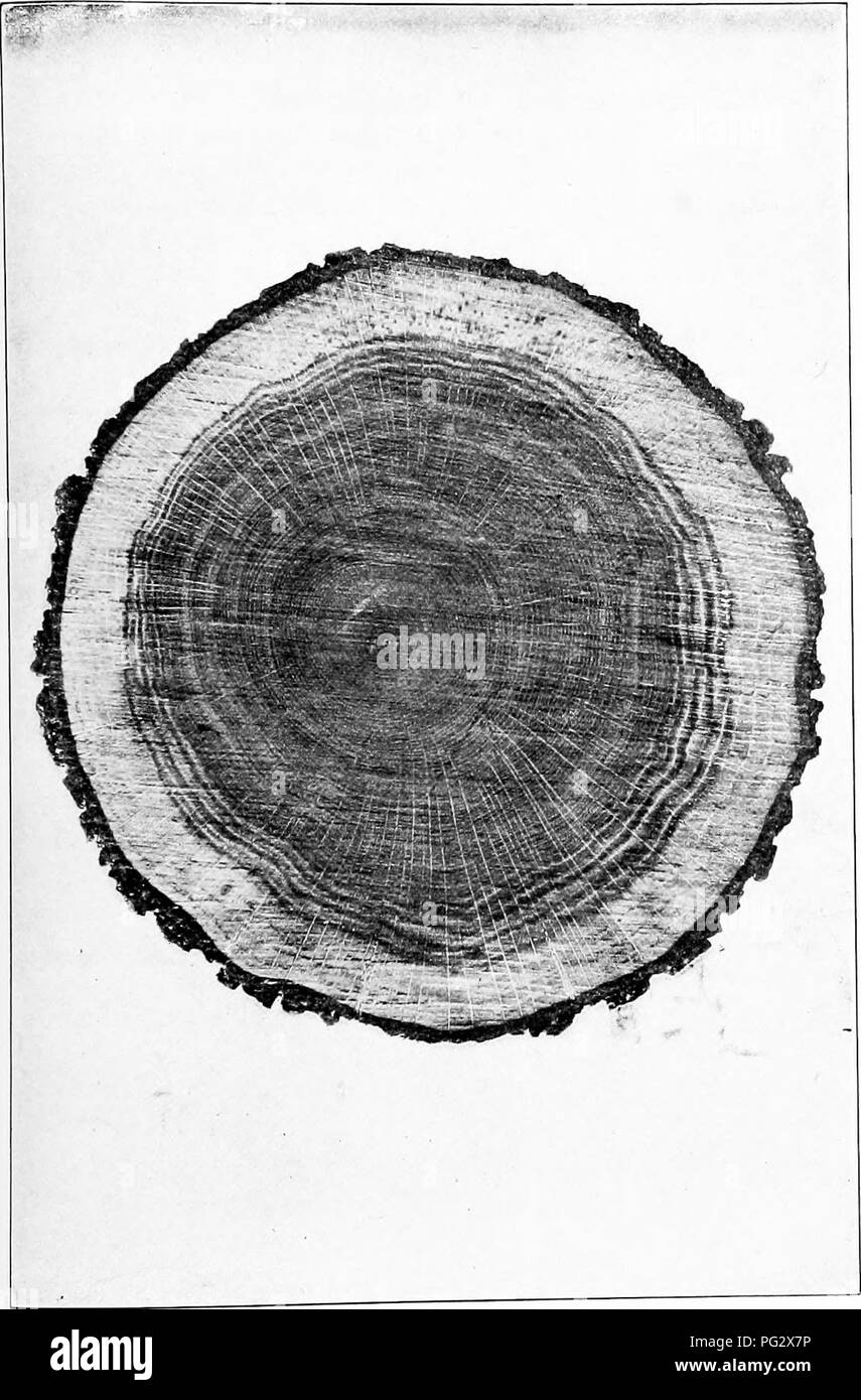 This illustration from 'Our Native Trees' shows the transverse section ...