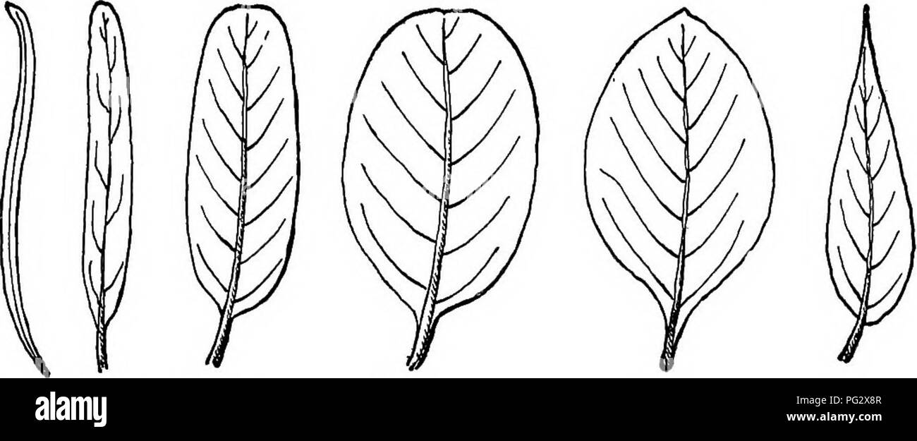This image is from a botanical guide to identifying native trees ...