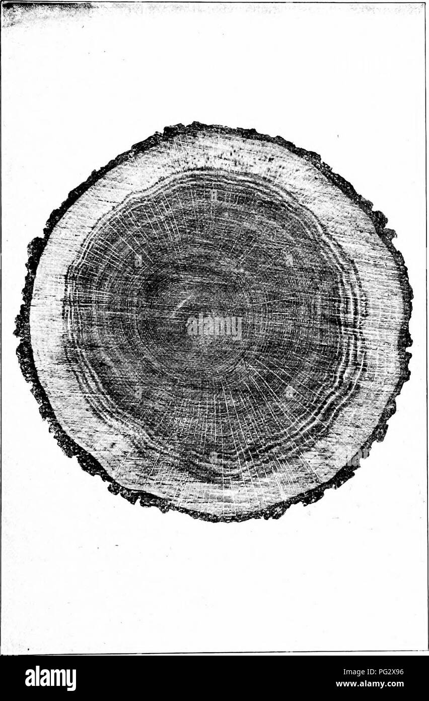 This book provides a detailed guide to identifying native trees ...