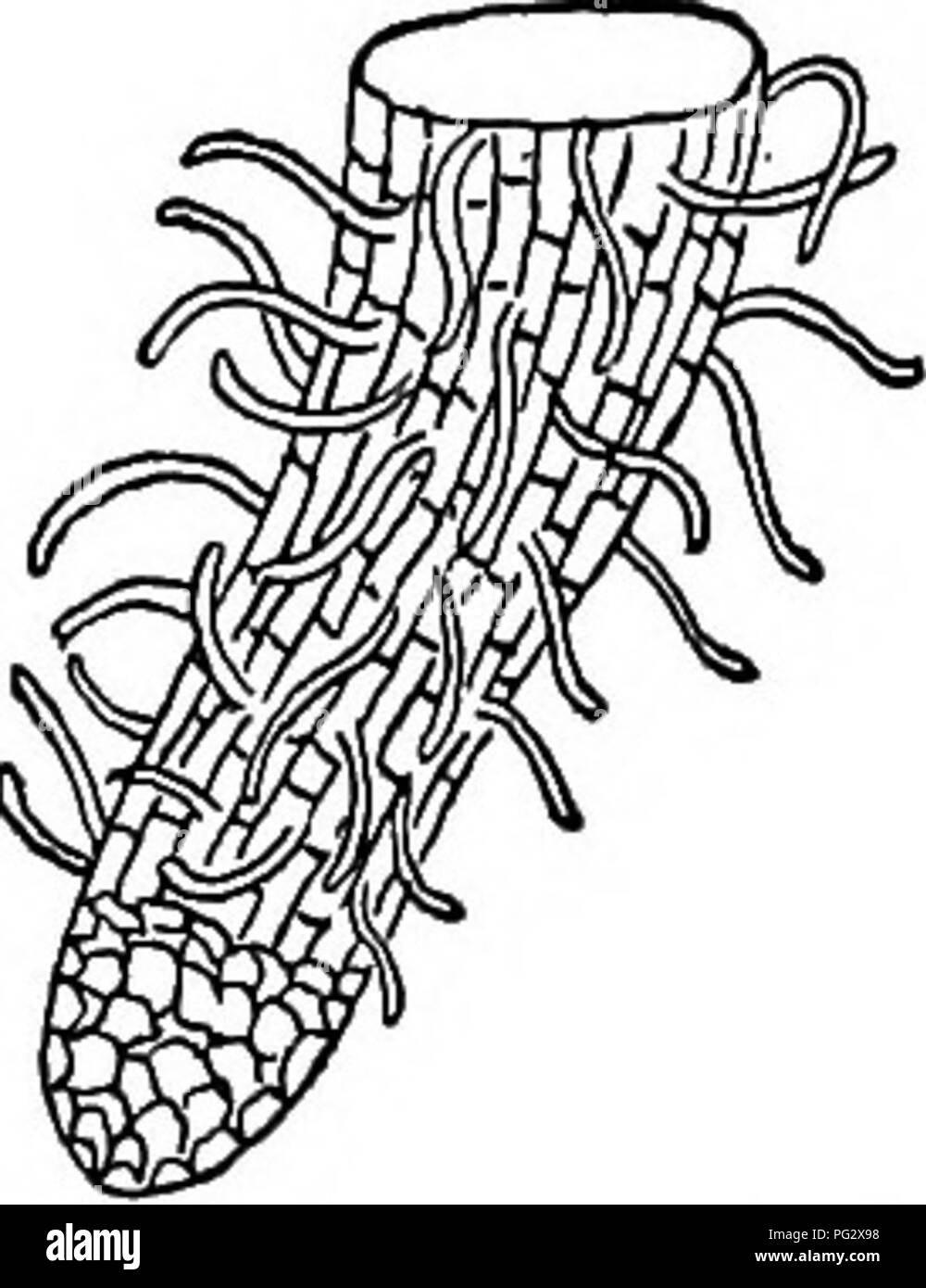 . Our native trees and how to identify them; a popular study of their ...