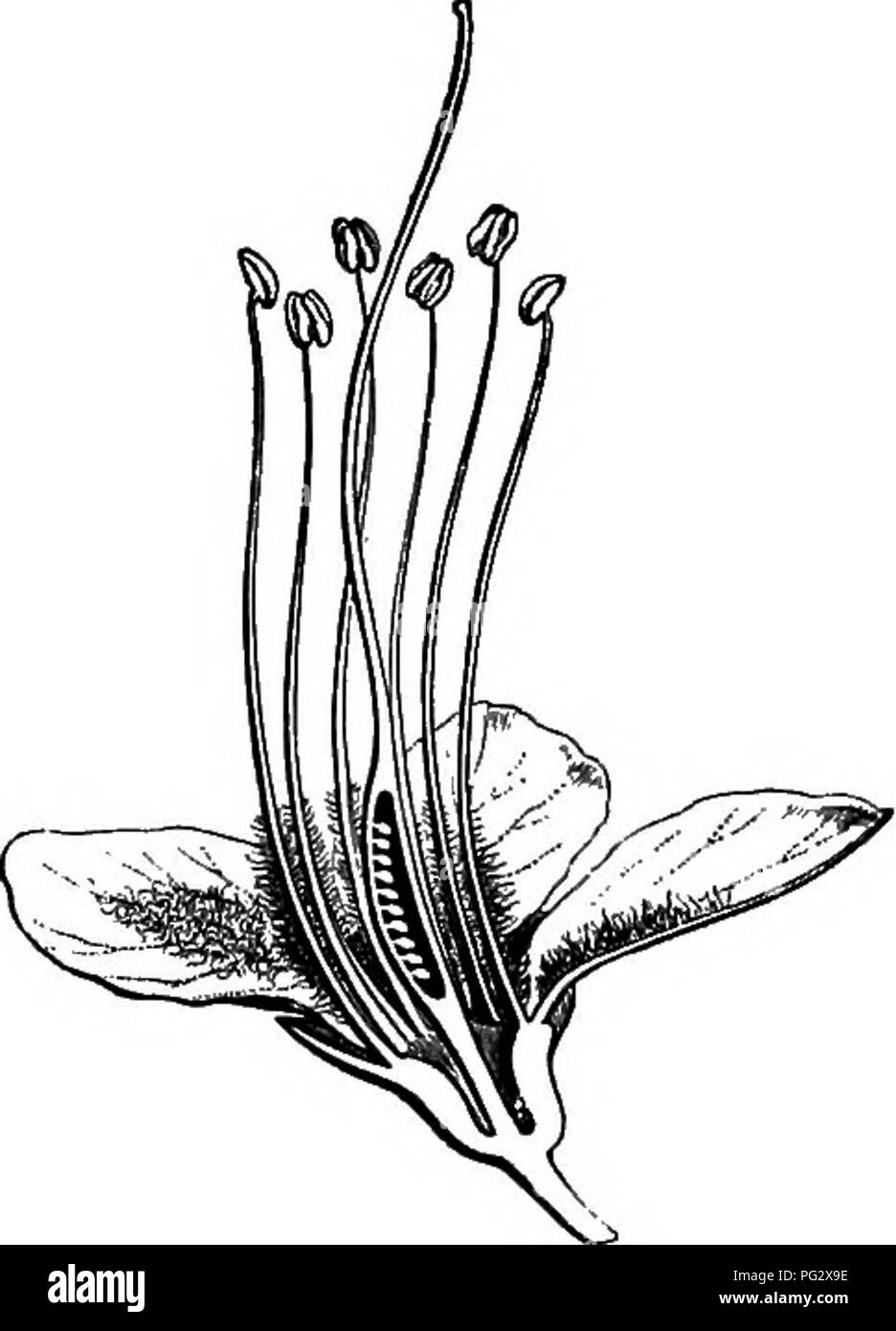 Reproductive parts of a flower Black and White Stock Photos & Images ...