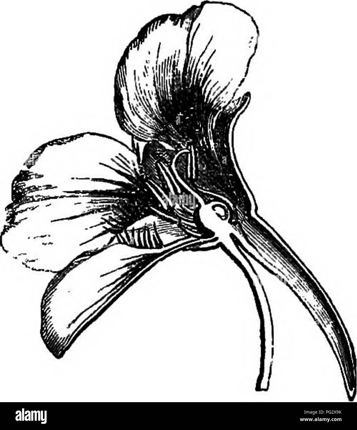 This work by Henri Ernest Baillon explores the natural history of ...