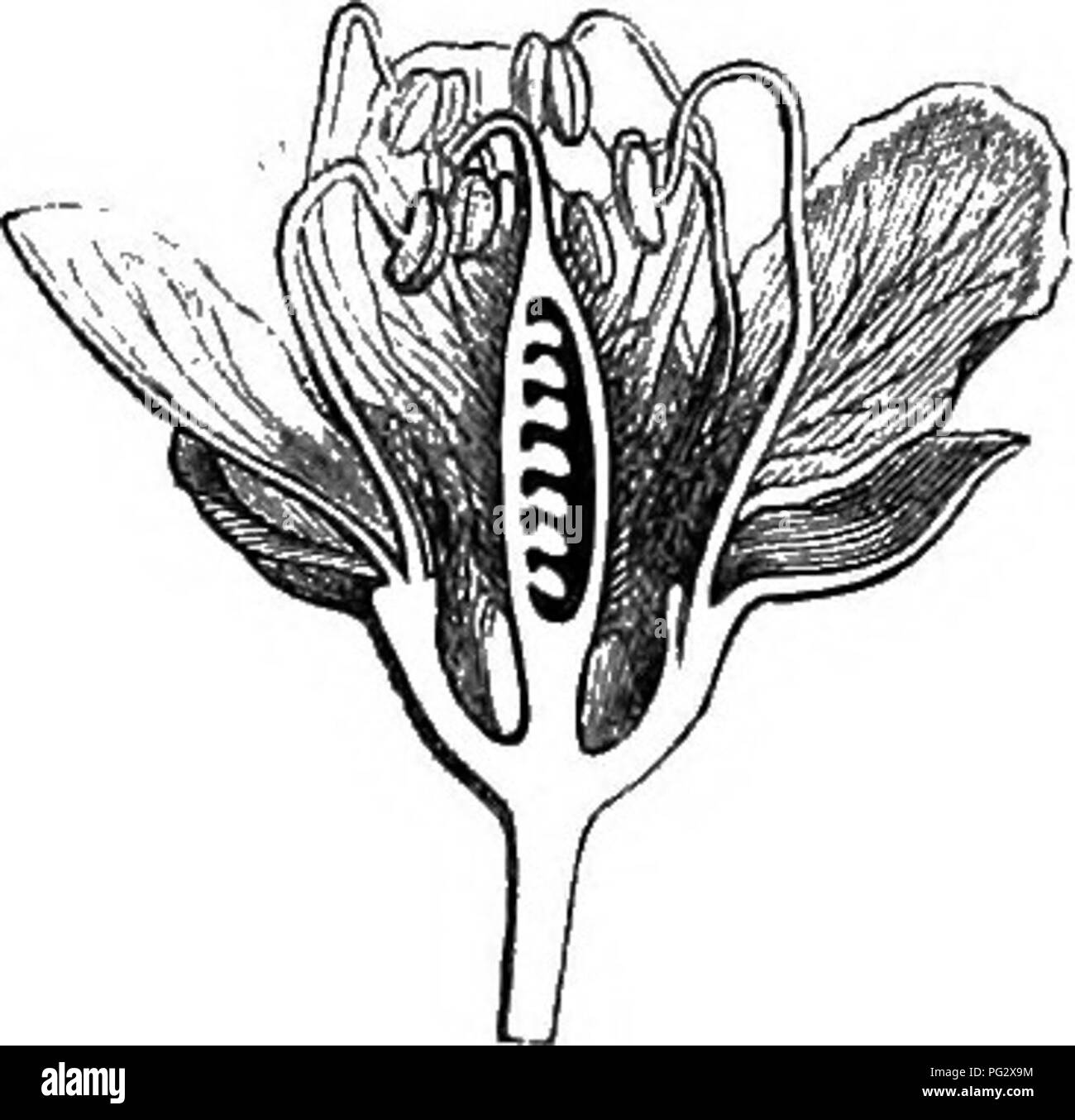 This botanical illustration details the anatomy of a flower, focusing ...