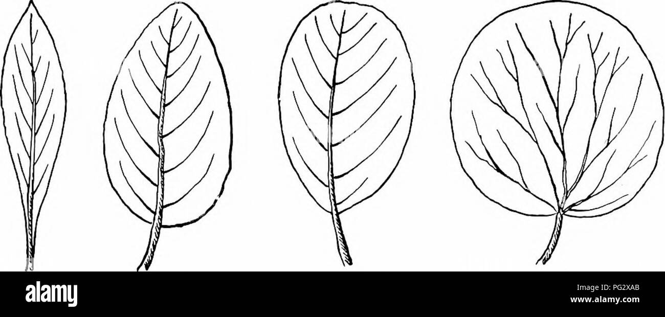 This guide helps identify native trees by studying their unique habits ...