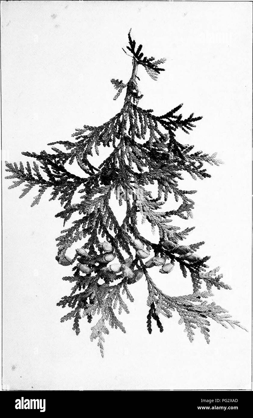 This guide provides an accessible study of native tree species ...