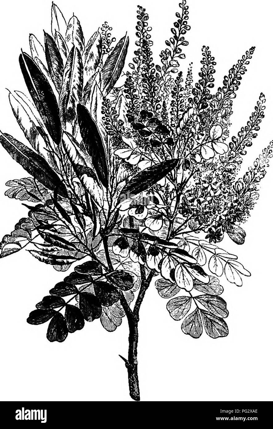 Logwood tree hi-res stock photography and images - Alamy