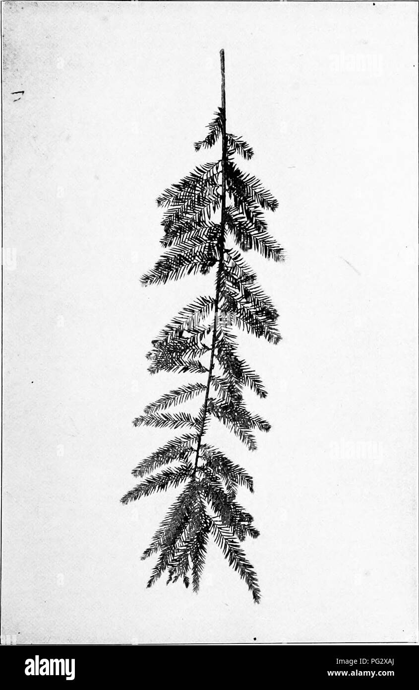 Bald Cypress Tree Leaf Identification