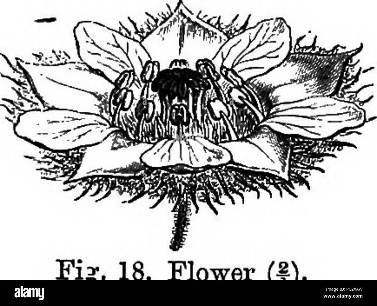 Neurada procumbens hi-res stock photography and images - Alamy