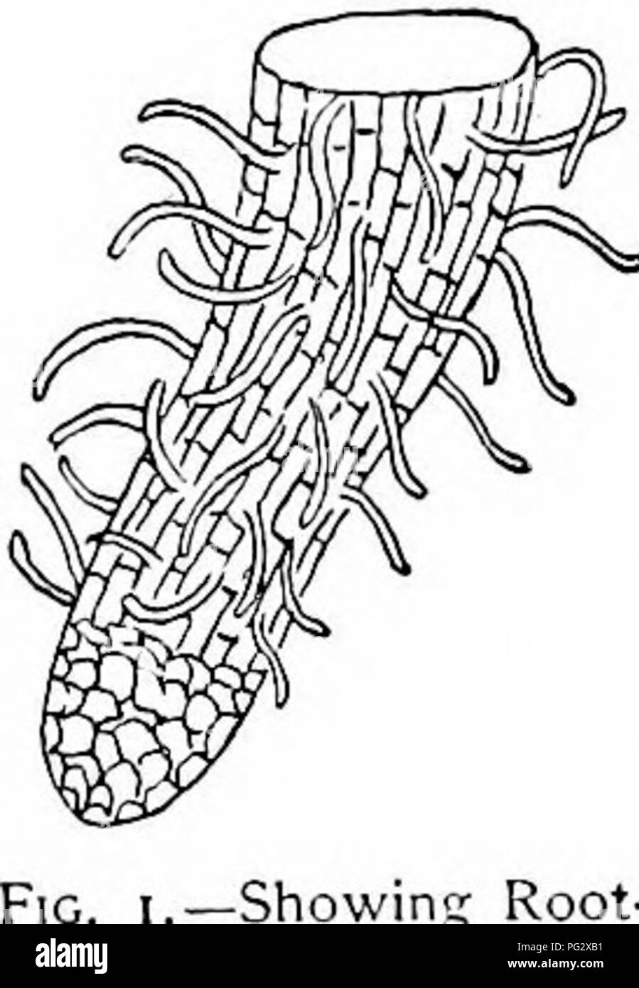 . Our native trees and how to identify them; a popular study of their ...