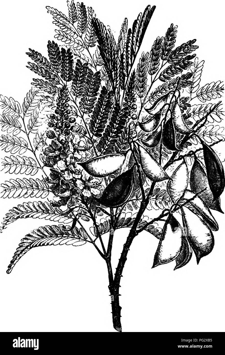 Sessile single celled hi-res stock photography and images - Alamy