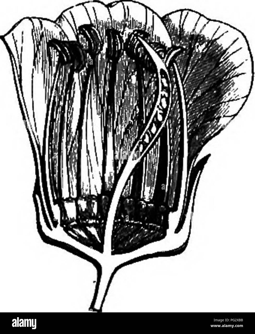 . The natural history of plants. Botany. Via. 39. Flower. Pia. 40 ...