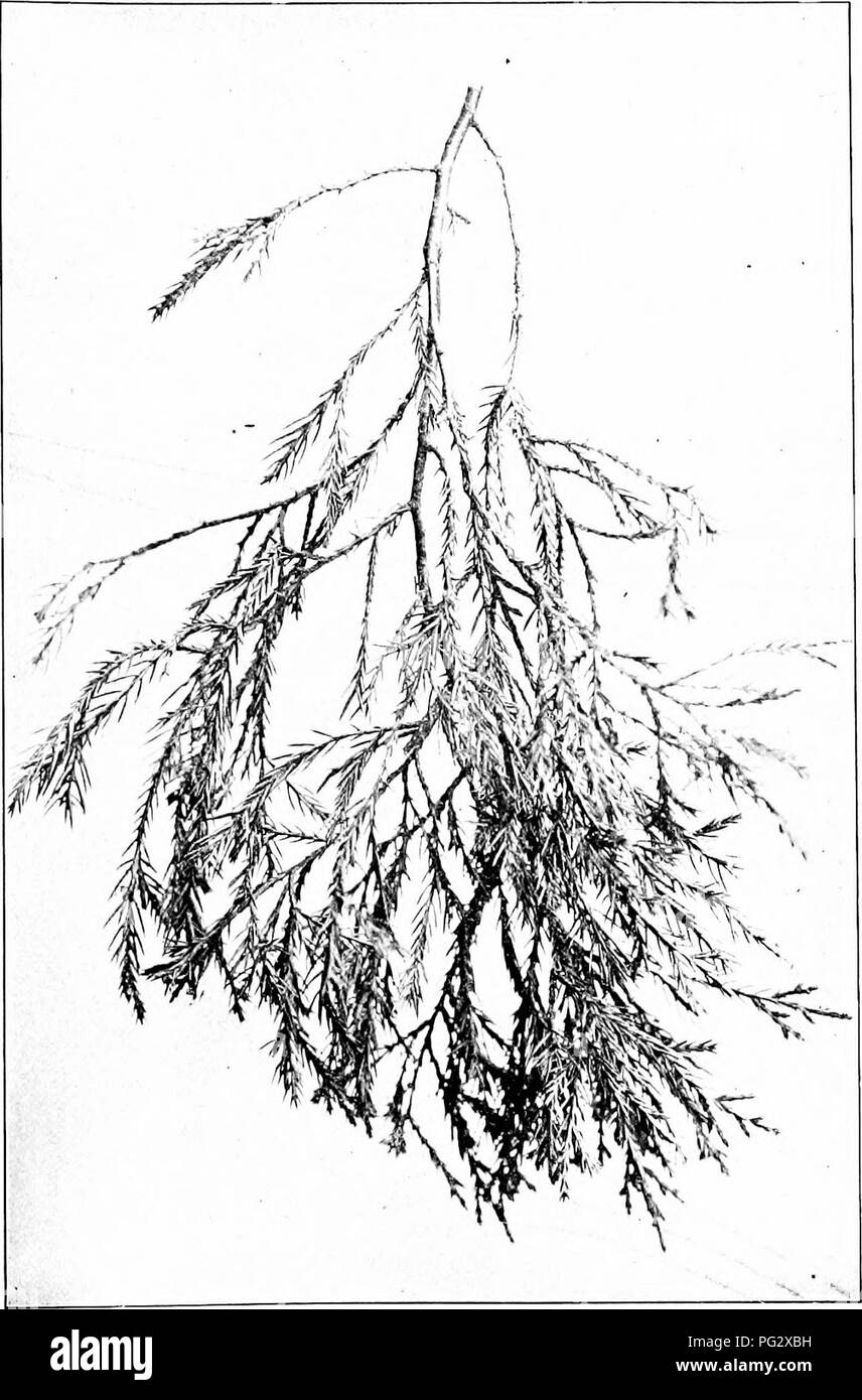 Awl shaped leaves hi-res stock photography and images - Alamy