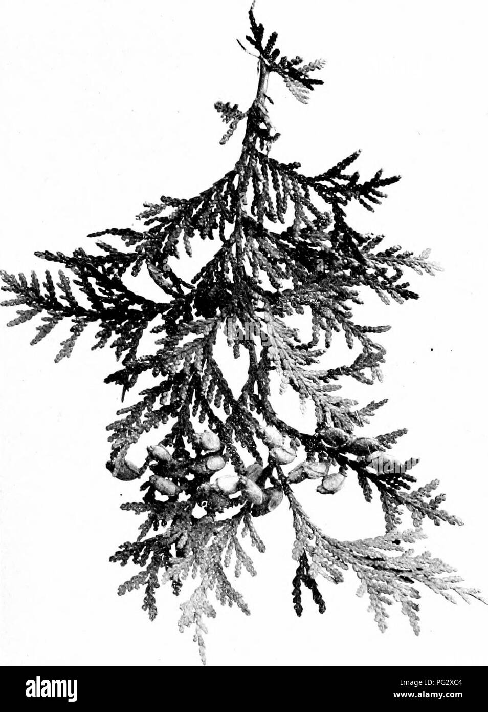 Thuja Black and White Stock Photos & Images - Alamy
