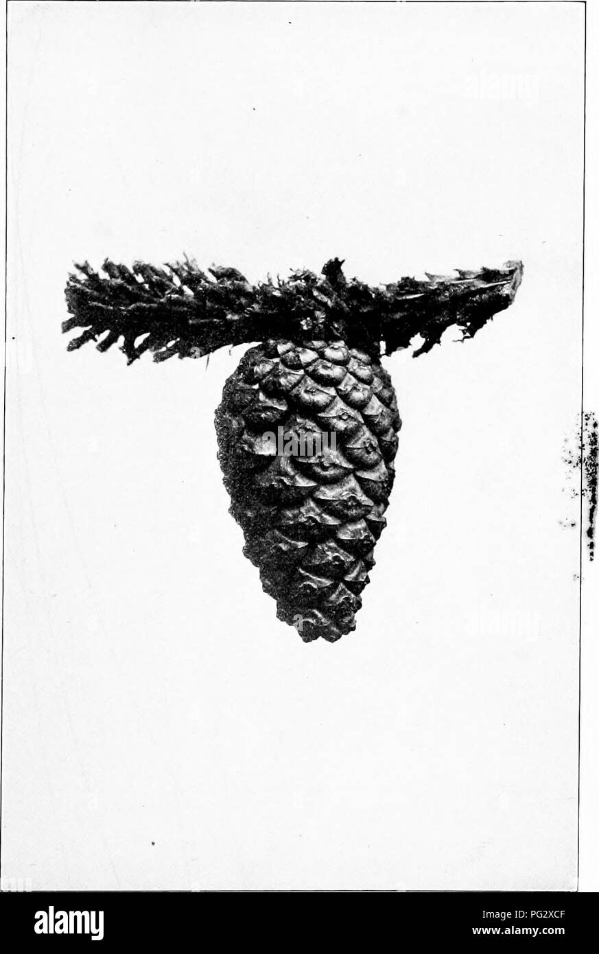 This guide offers a popular study of native trees, including the ...