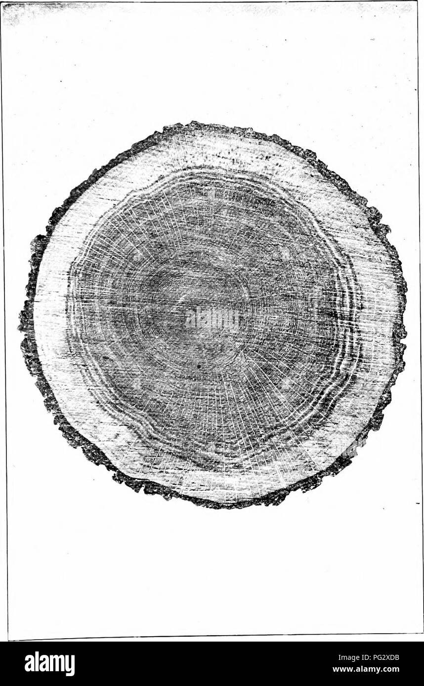 Medullary rays hi-res stock photography and images - Alamy