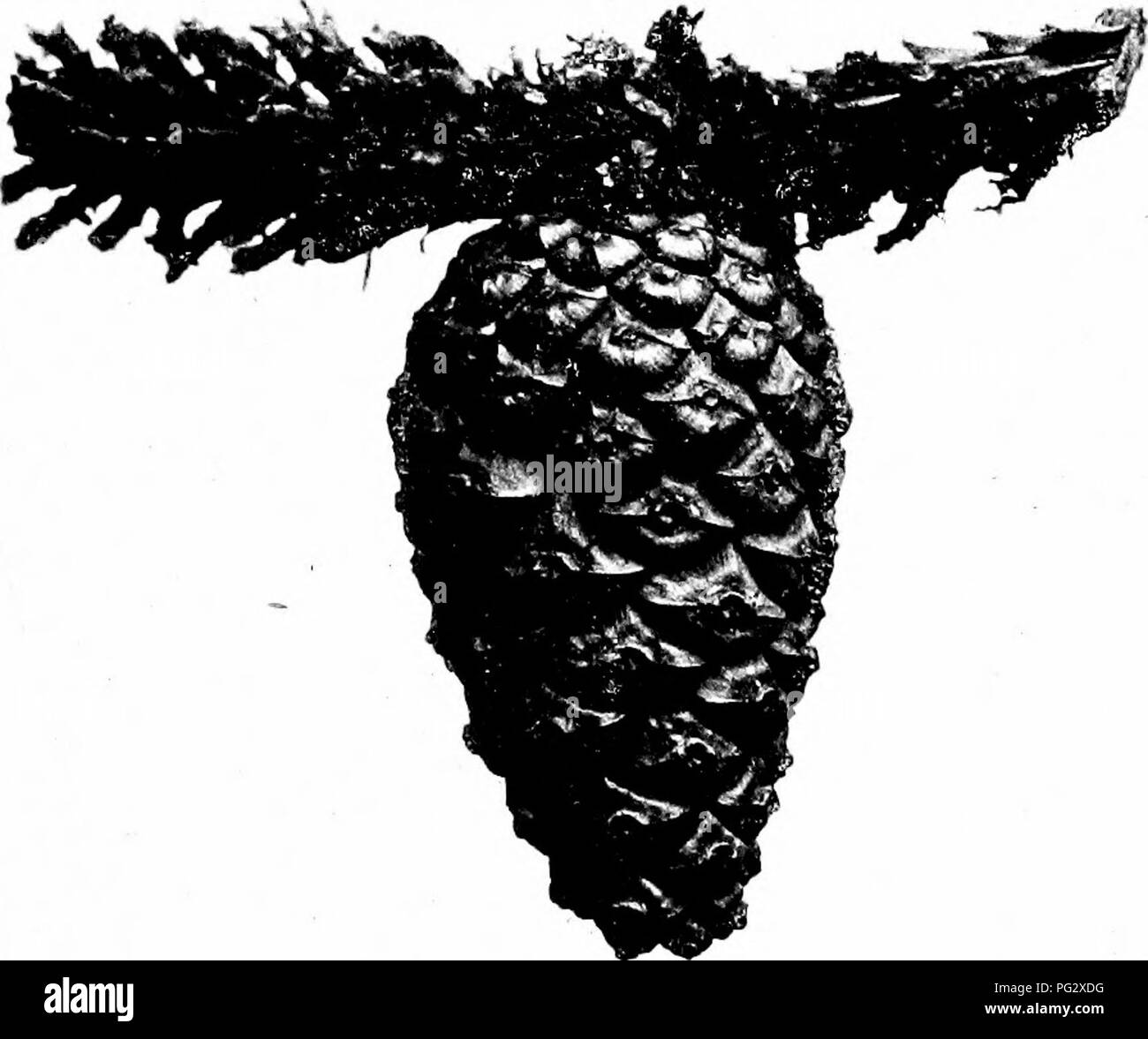 This work provides an in-depth study of the Austrian Pine (Pinus nigra ...