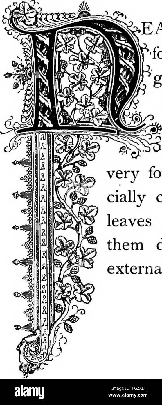 Procumbent stem hi-res stock photography and images - Alamy