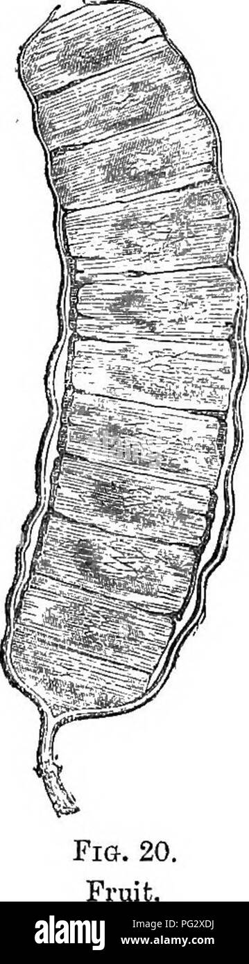 The natural history of plants explores the characteristics and growth ...