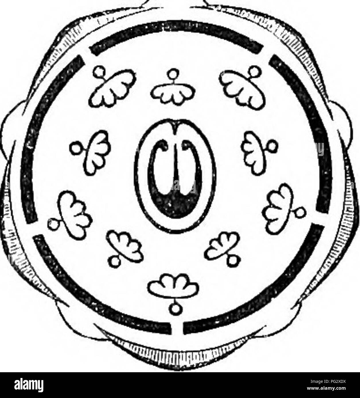 A seminal work by Henri Ernest Baillon detailing the classification ...