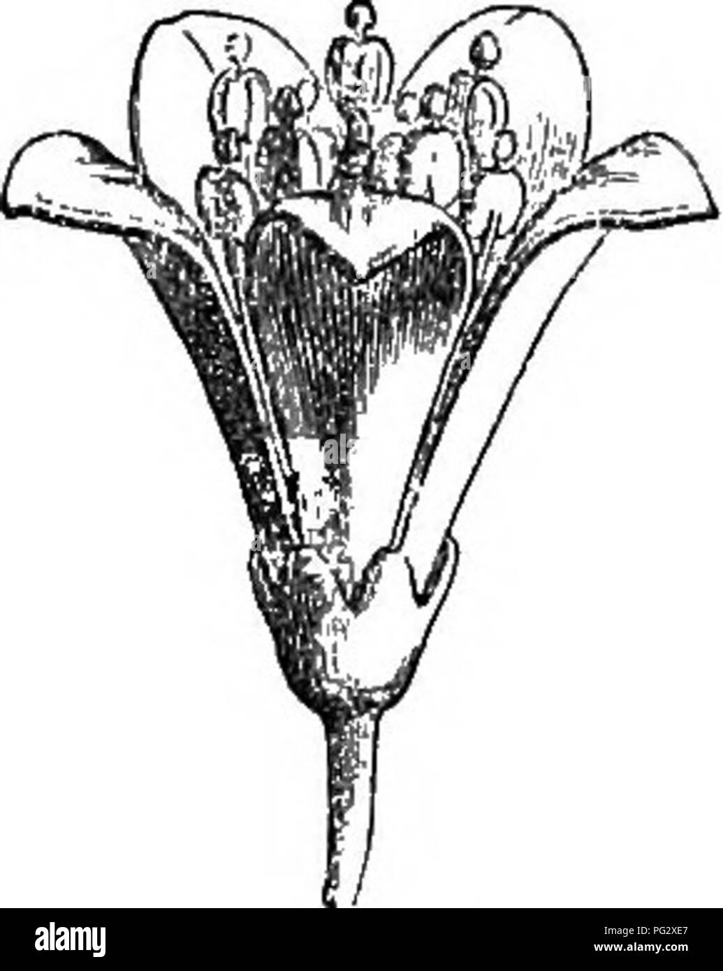 Anther filament Black and White Stock Photos & Images - Alamy