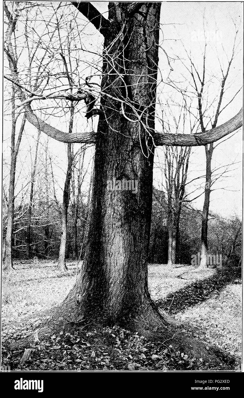 This guide offers descriptions of native trees in North America, with ...