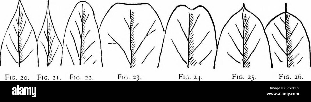 This work offers a guide to identifying native trees, focusing on their ...