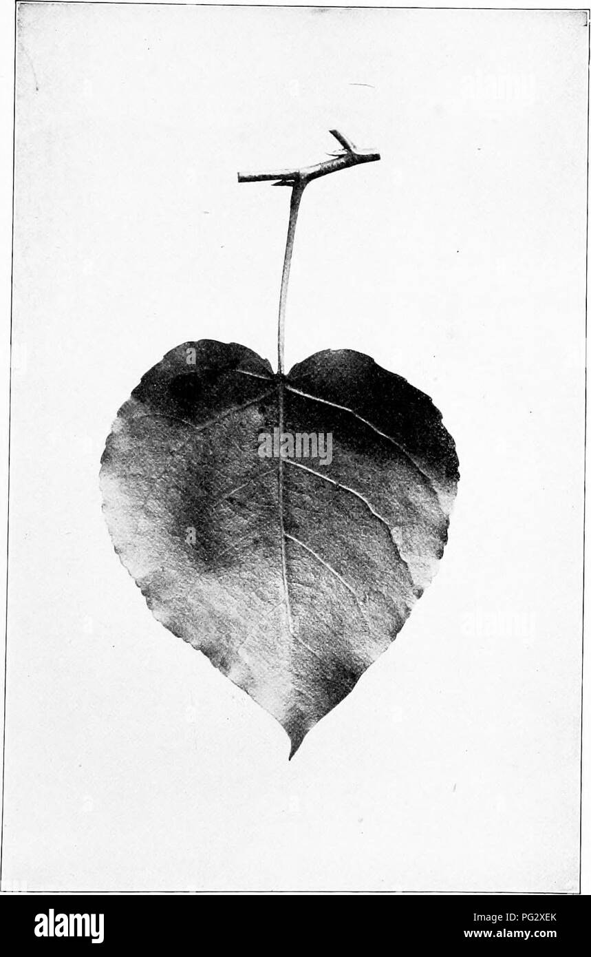 . Our native trees and how to identify them; a popular study of their ...