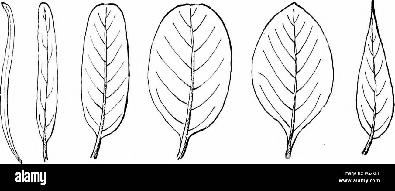This guide provides detailed insights into native trees, focusing on ...
