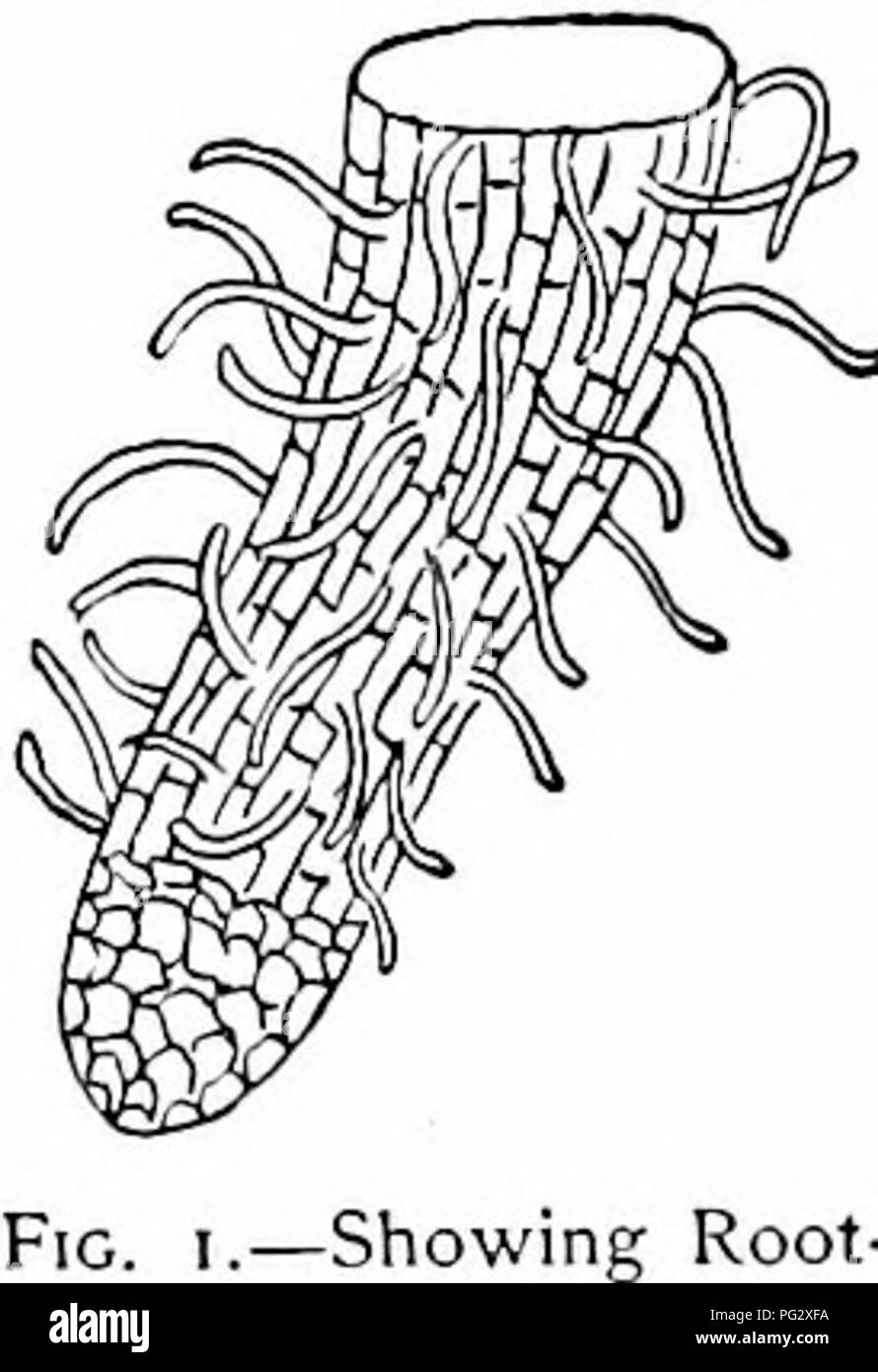 Root hairs on soil hi-res stock photography and images - Alamy