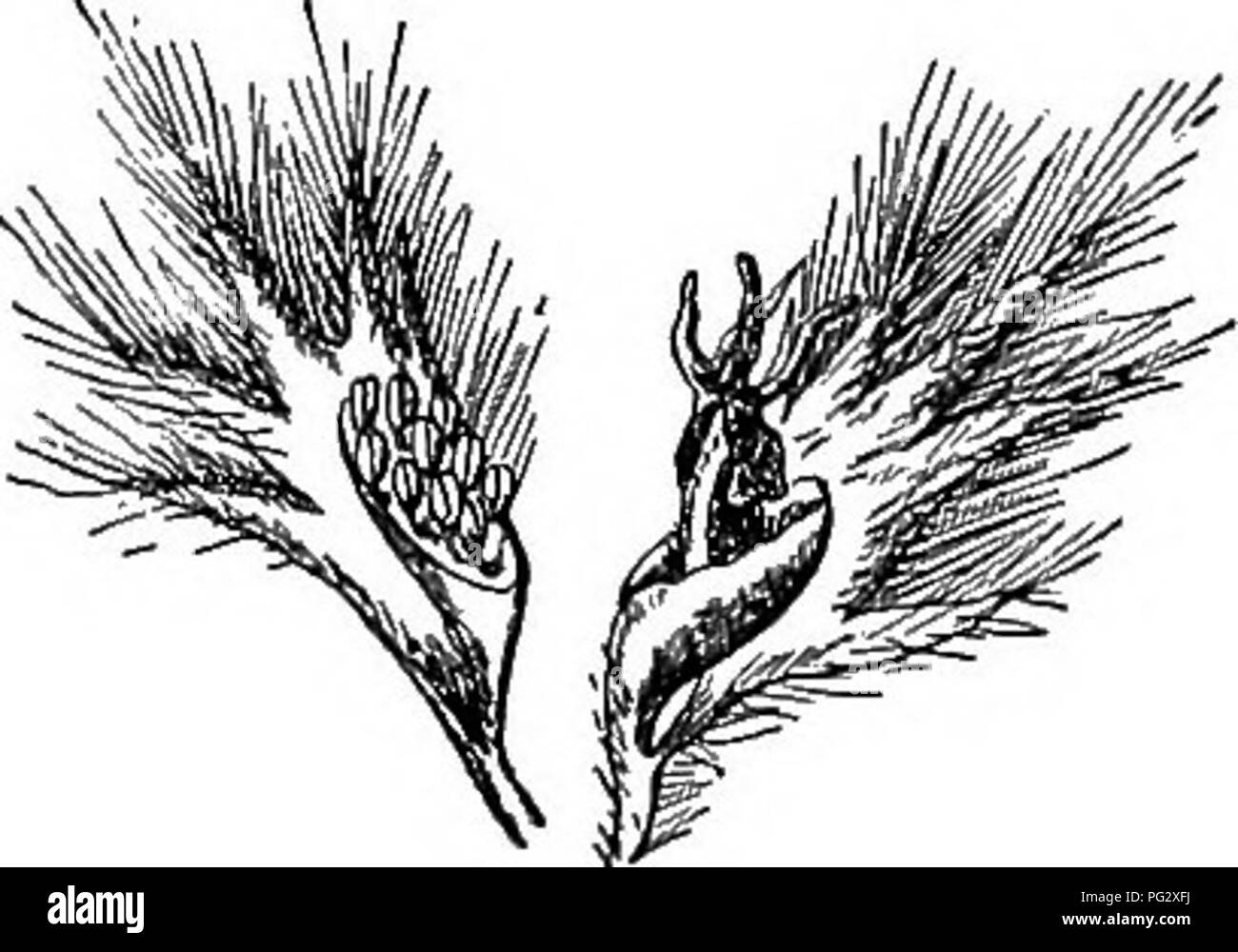 Quaking asp hi-res stock photography and images - Alamy