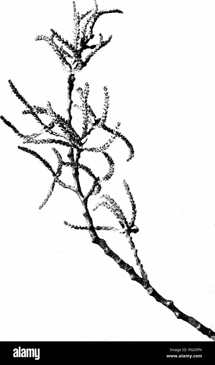 This guide provides identification tips and information on native trees ...