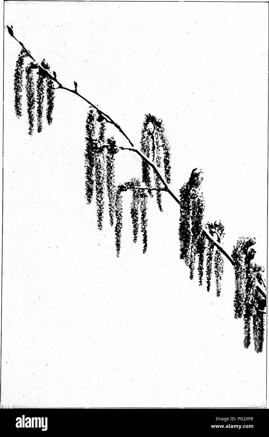 This guide offers a study on native trees, focusing on the White Poplar ...