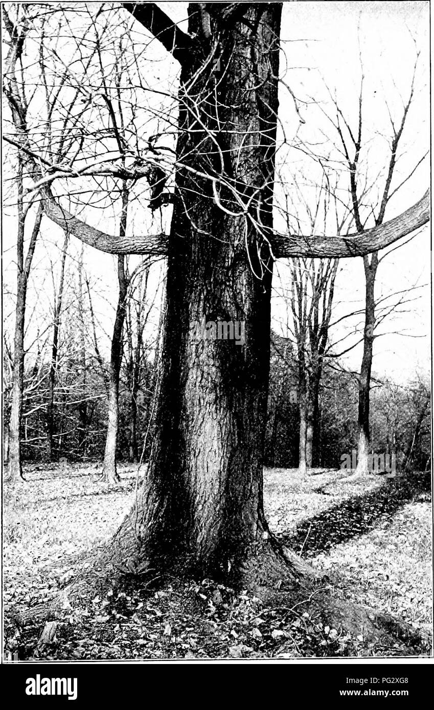 This guide provides an accessible study of native trees, focusing on ...