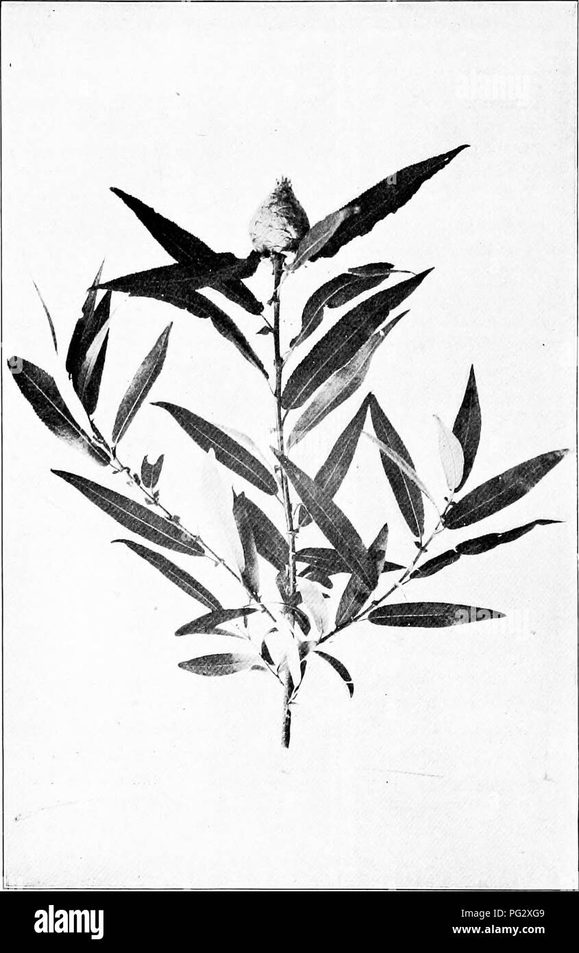 Salix discolor hi-res stock photography and images - Alamy