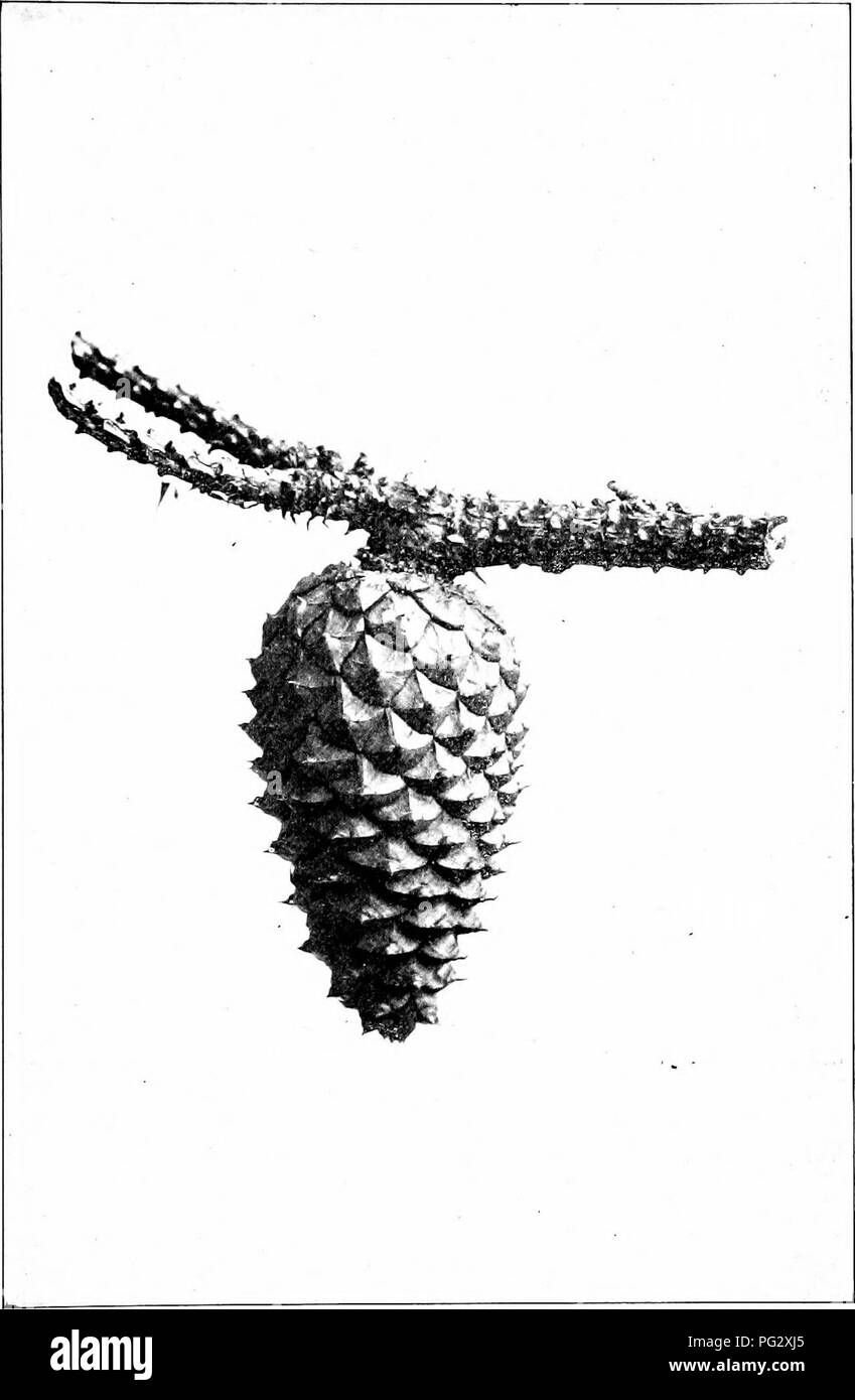 This guide offers a comprehensive study of native tree species ...