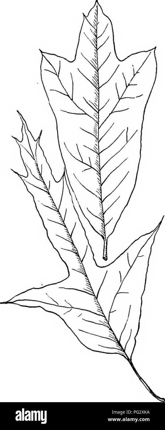 Three lobed forms hi-res stock photography and images - Alamy