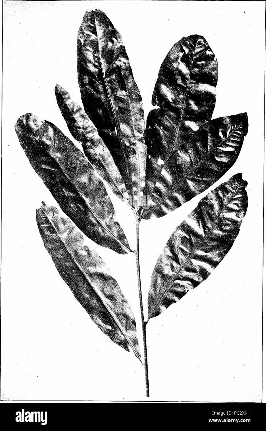 This work helps identify native tree species, focusing on their ...