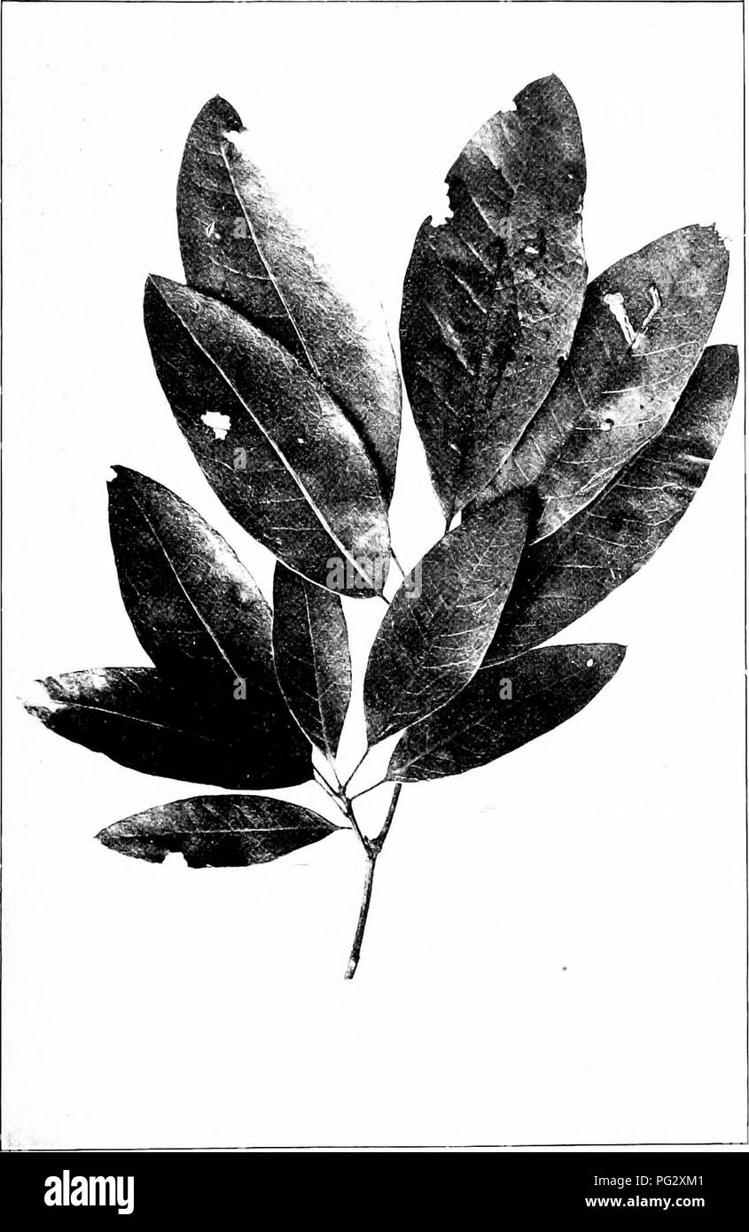 This guide offers information on identifying native trees, focusing on ...