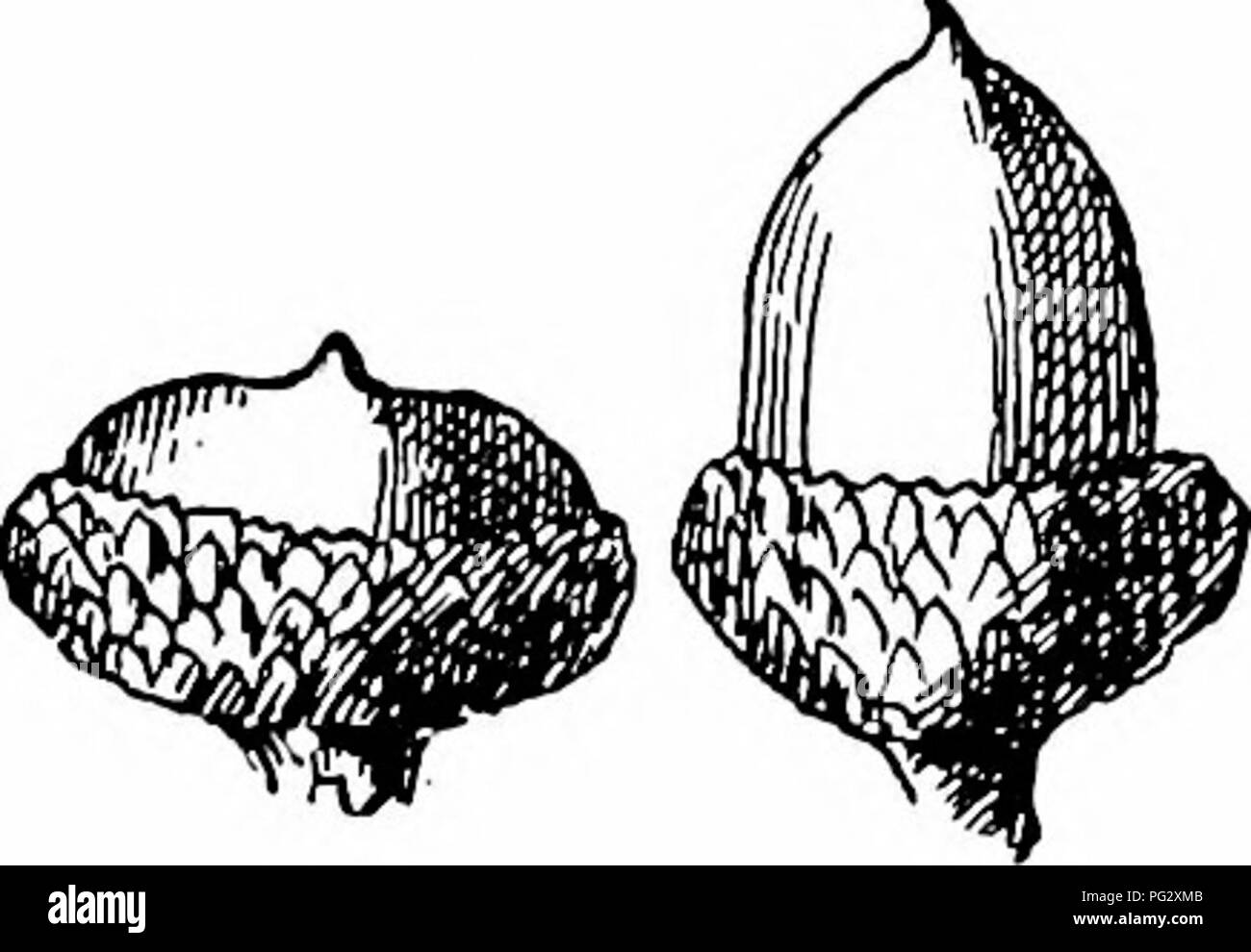 Wedge shaped leaves Cut Out Stock Images & Pictures - Alamy
