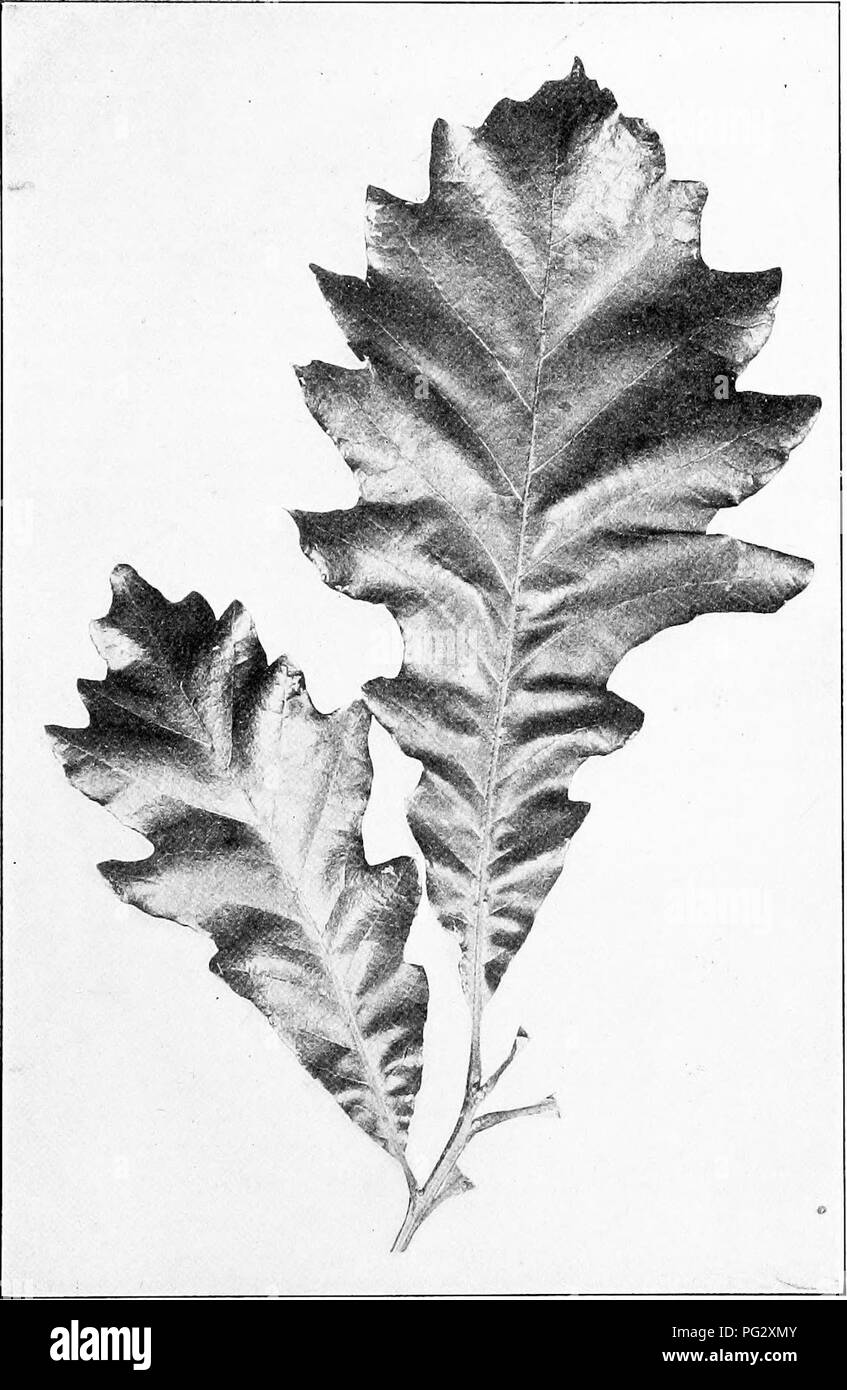 This popular guide offers a detailed look at the habits and identifying ...