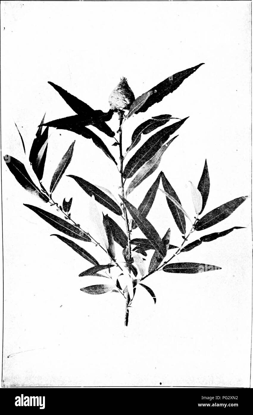 Salix discolor Black and White Stock Photos & Images - Alamy