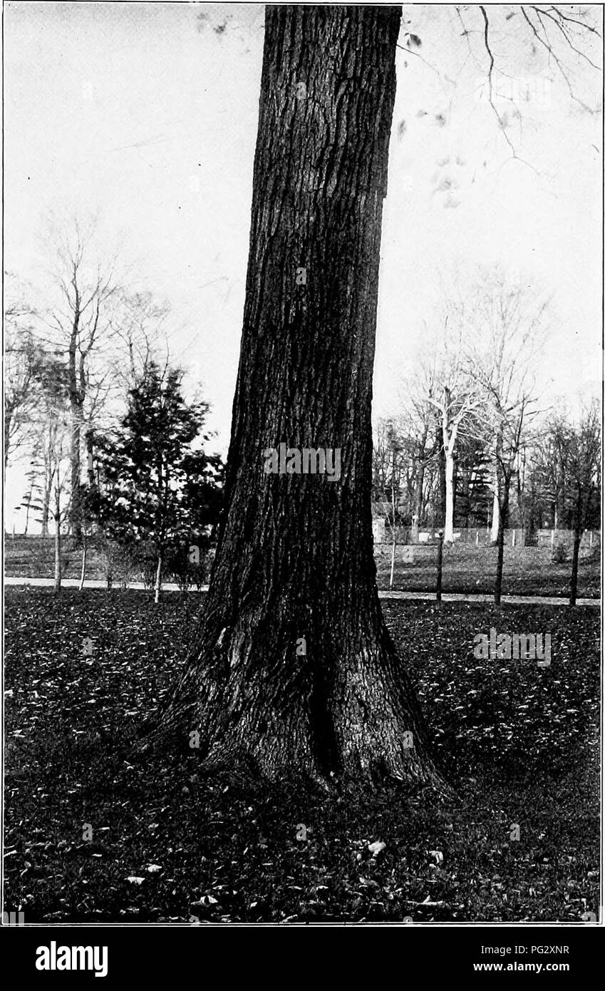 This guide offers an accessible overview of native trees, such as the ...