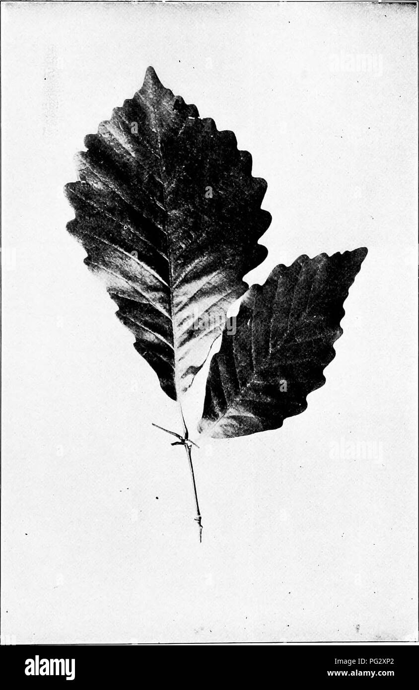This guide provides a detailed description of the Chestnut Oak ...