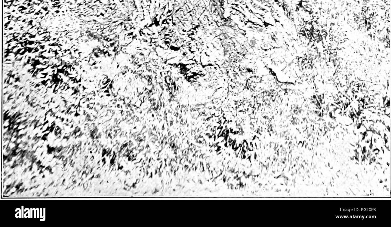 This illustration shows the trunk of a Chestnut tree (Castanea dentata ...