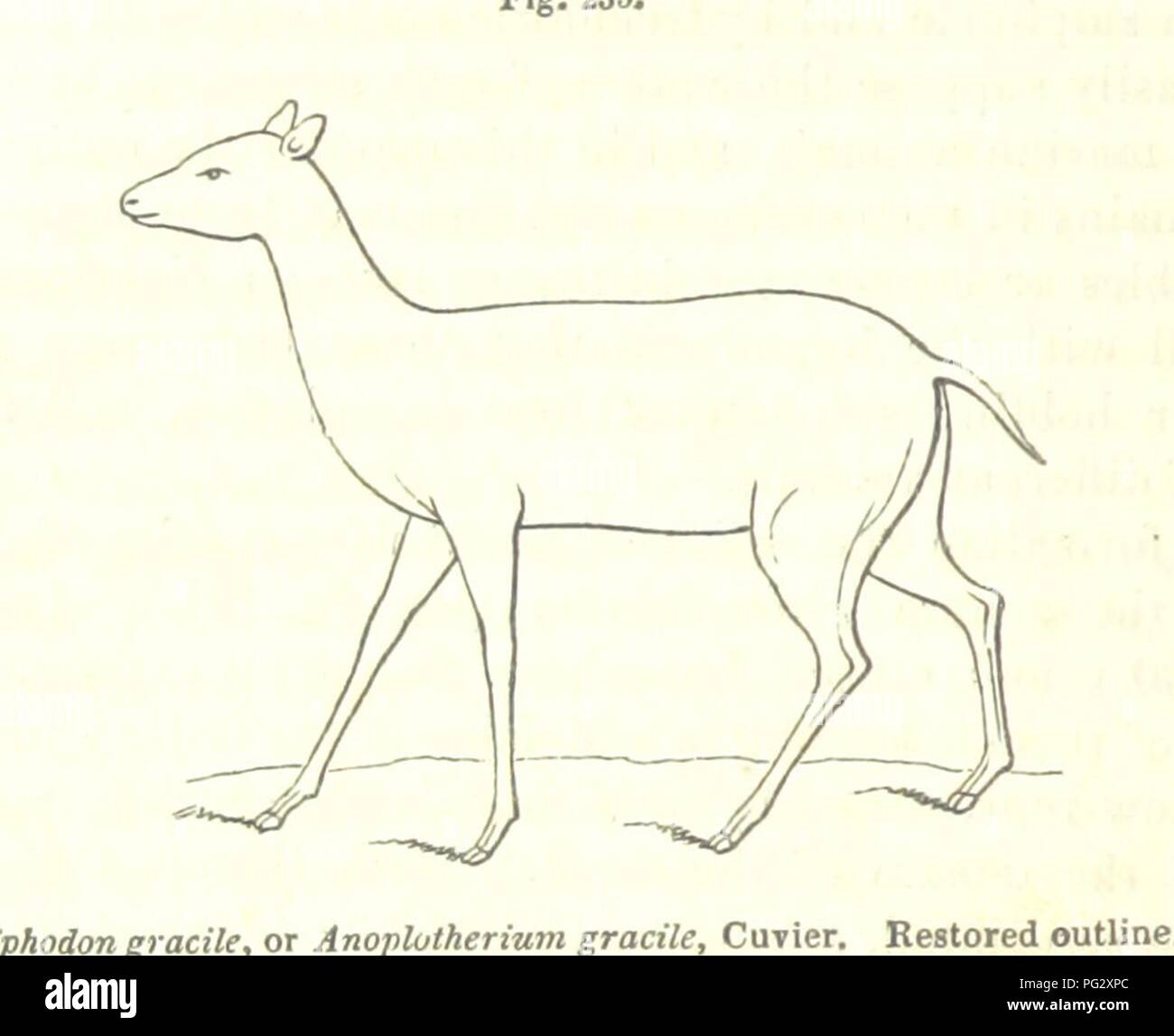 Image from page 252 of '[A Manual of Elementary Geology. ... Third and ...