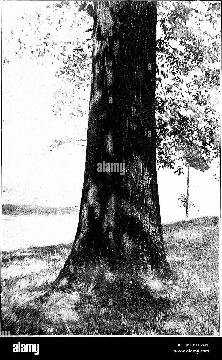 This guide provides a detailed study of native trees, focusing on their ...