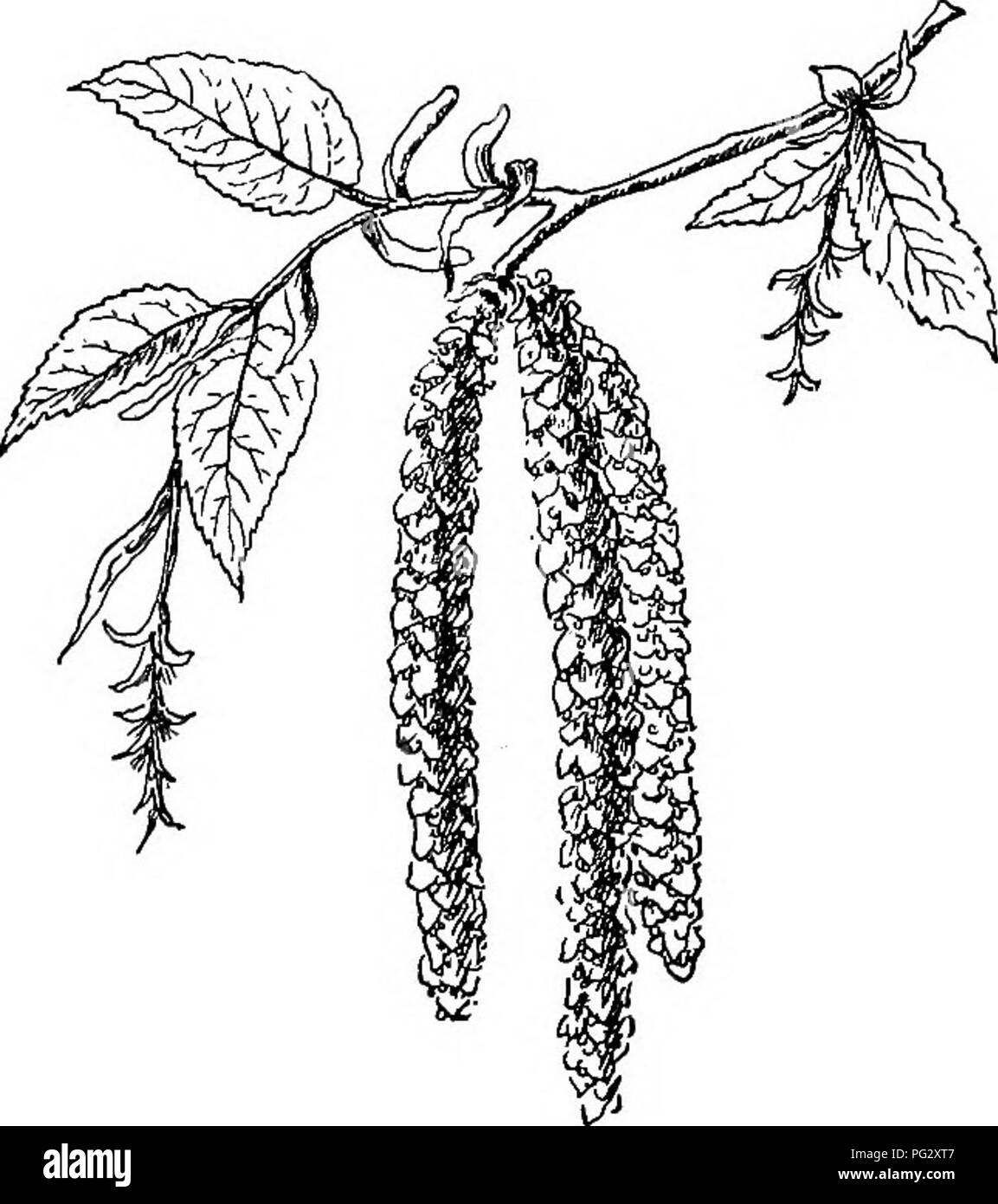 This study focuses on the birch family, detailing its flowers and ...